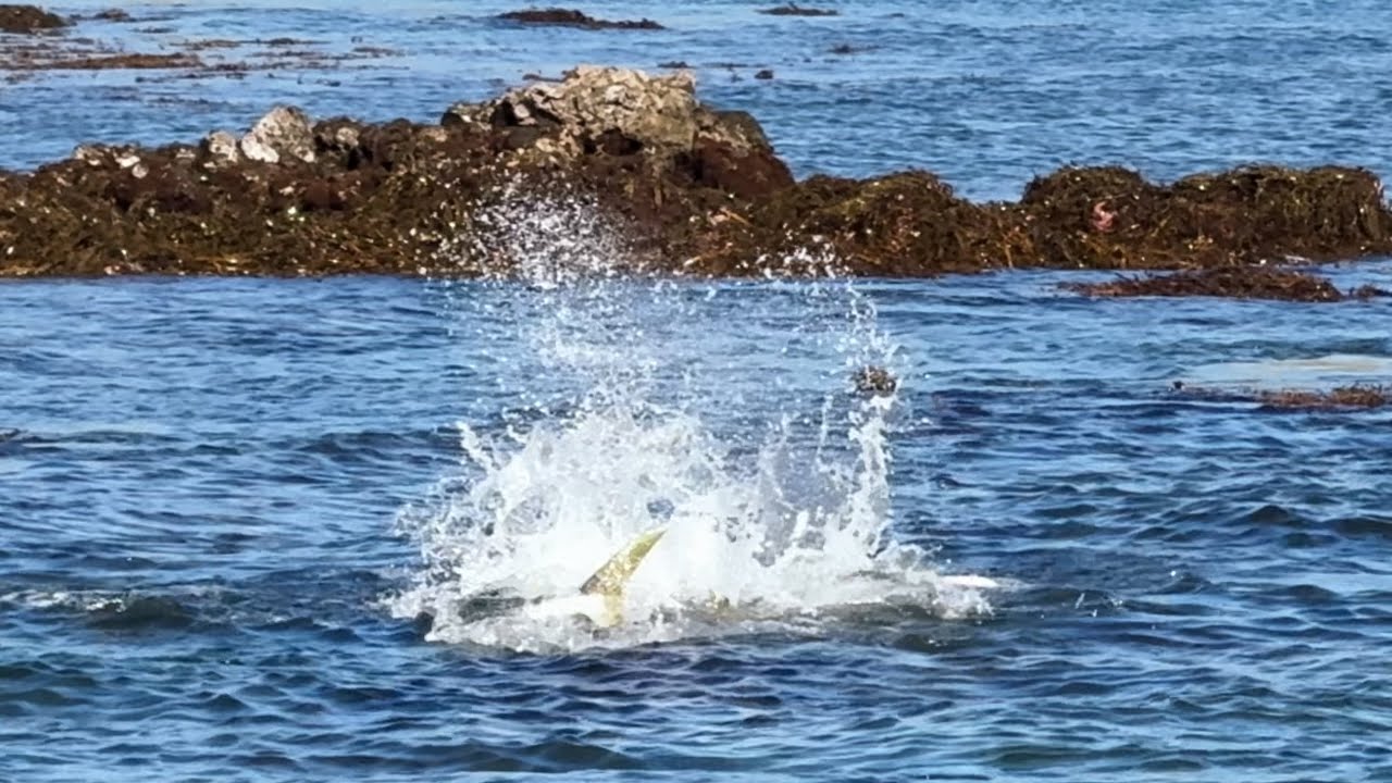 Surface Eats in Rock Pools! (A Quick Walk Goes Crazy) - YouTube
