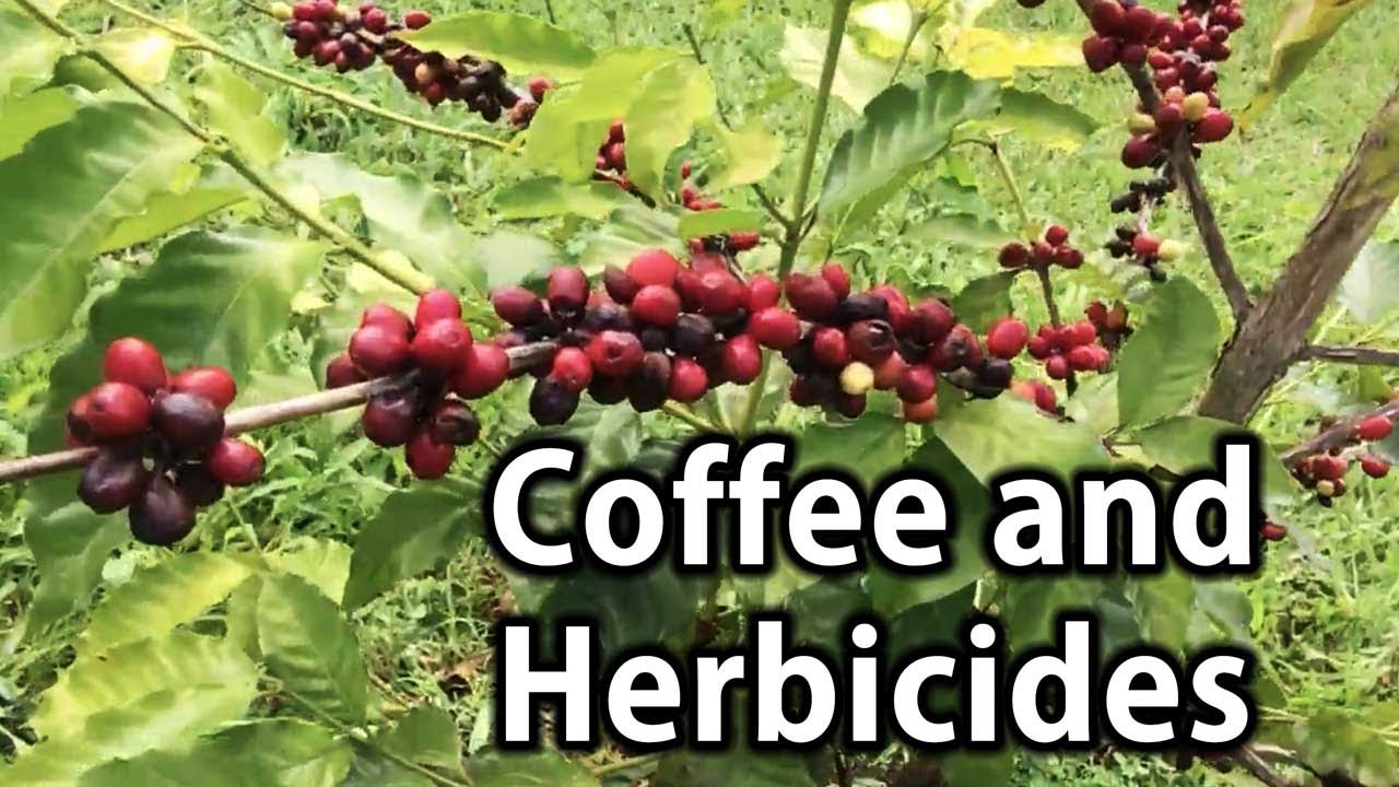 Coffee And Herbicides | Tip Of The Day | Dr. Robert Cassar - YouTube