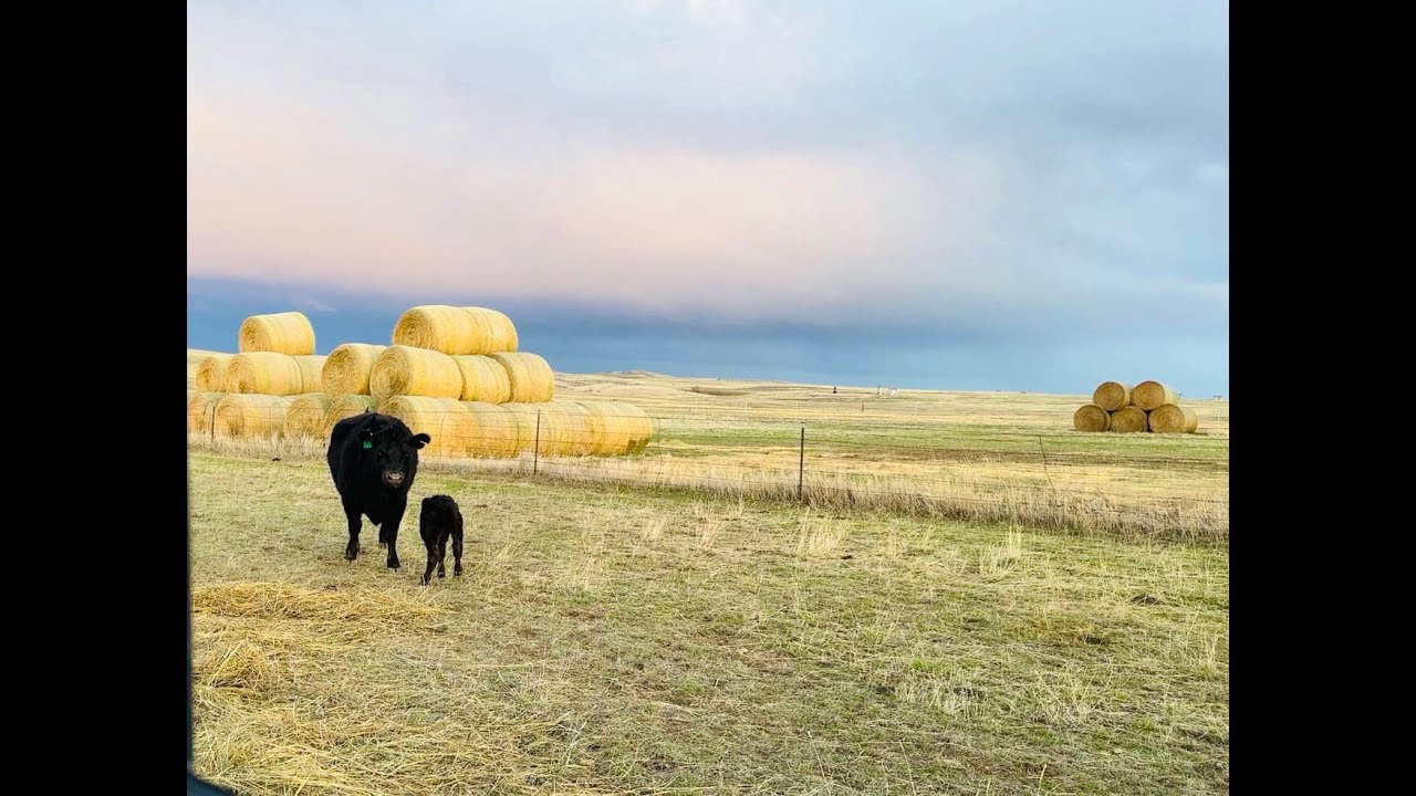 Cow #44 Breaks the Rules: Calves Standing Up & Amongst the Herd ...