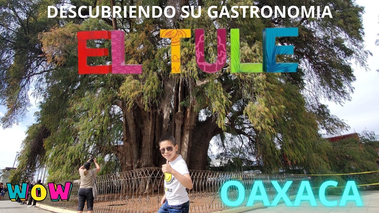 Descubre el Árbol del Tule en Oaxaca. El Árbol Más Grande del Mundo? Un ...