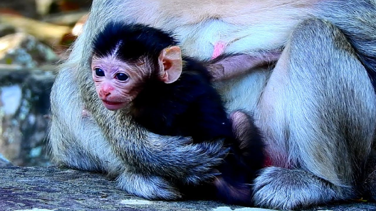 So Adorable Baby Monkey Sami | Baby Newborn Just Three Days Old So ...
