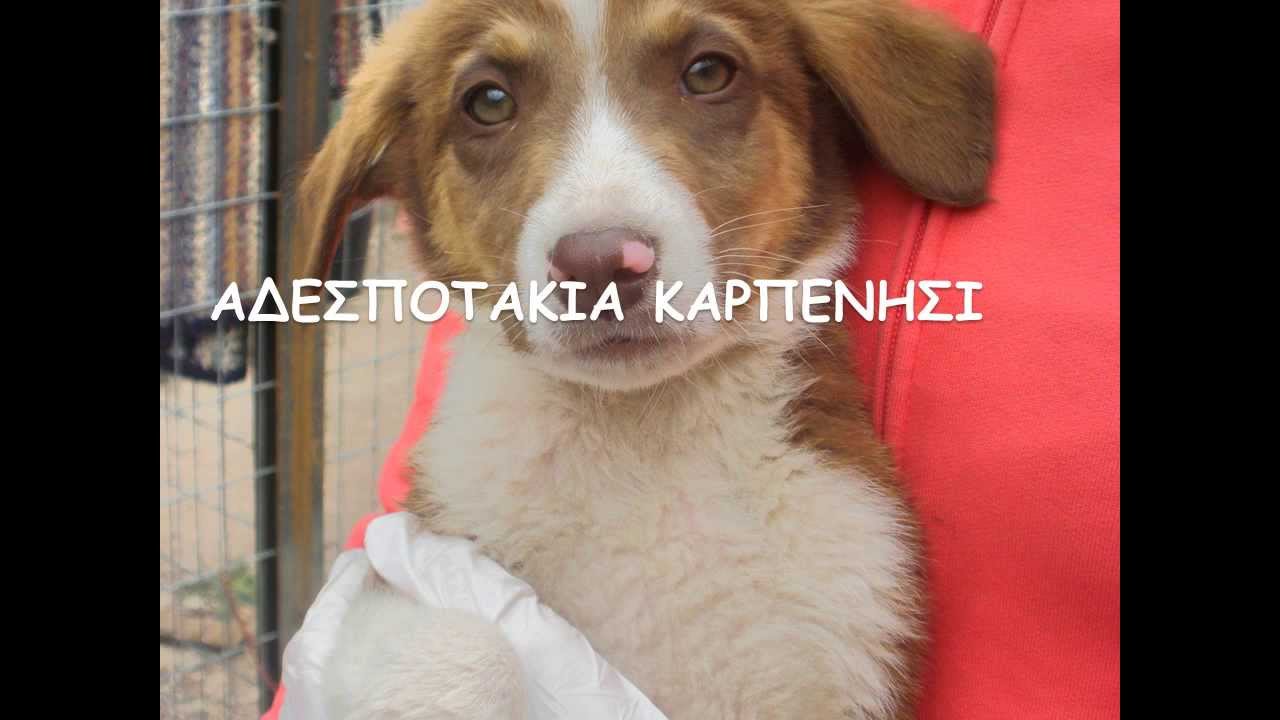 ΑΔΕΣΠΟΤΑΚΙΑ ΚΑΡΠΕΝΗΣΙ - YouTube