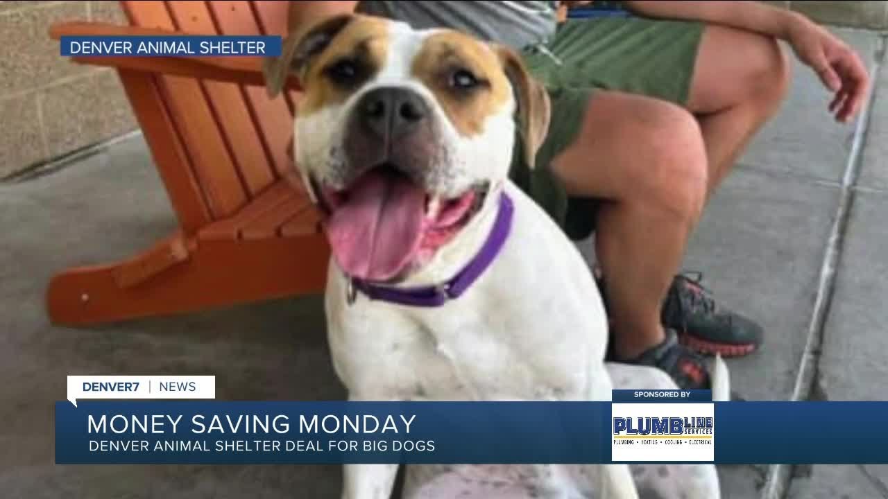 $30 special on big dogs at Denver Animal Shelter - YouTube
