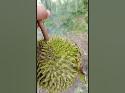 kejatuhan Buah Durian@Shorts - YouTube