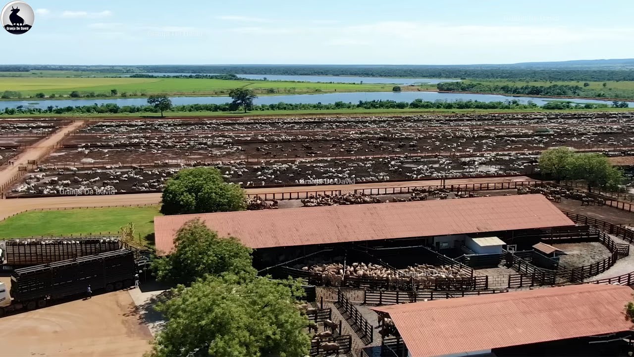 9 Million Cows! How Farmer Raise and Process Millions of Cows on ...