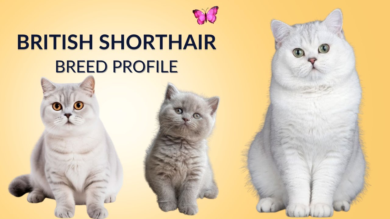 British Shorthair Cat Breed Profile History - Price - Traits - Grooming ...
