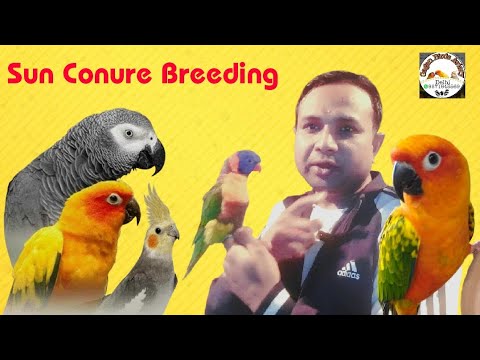 How To Sun Conure Breeding Setup || Sun Conure Breeding Full ...