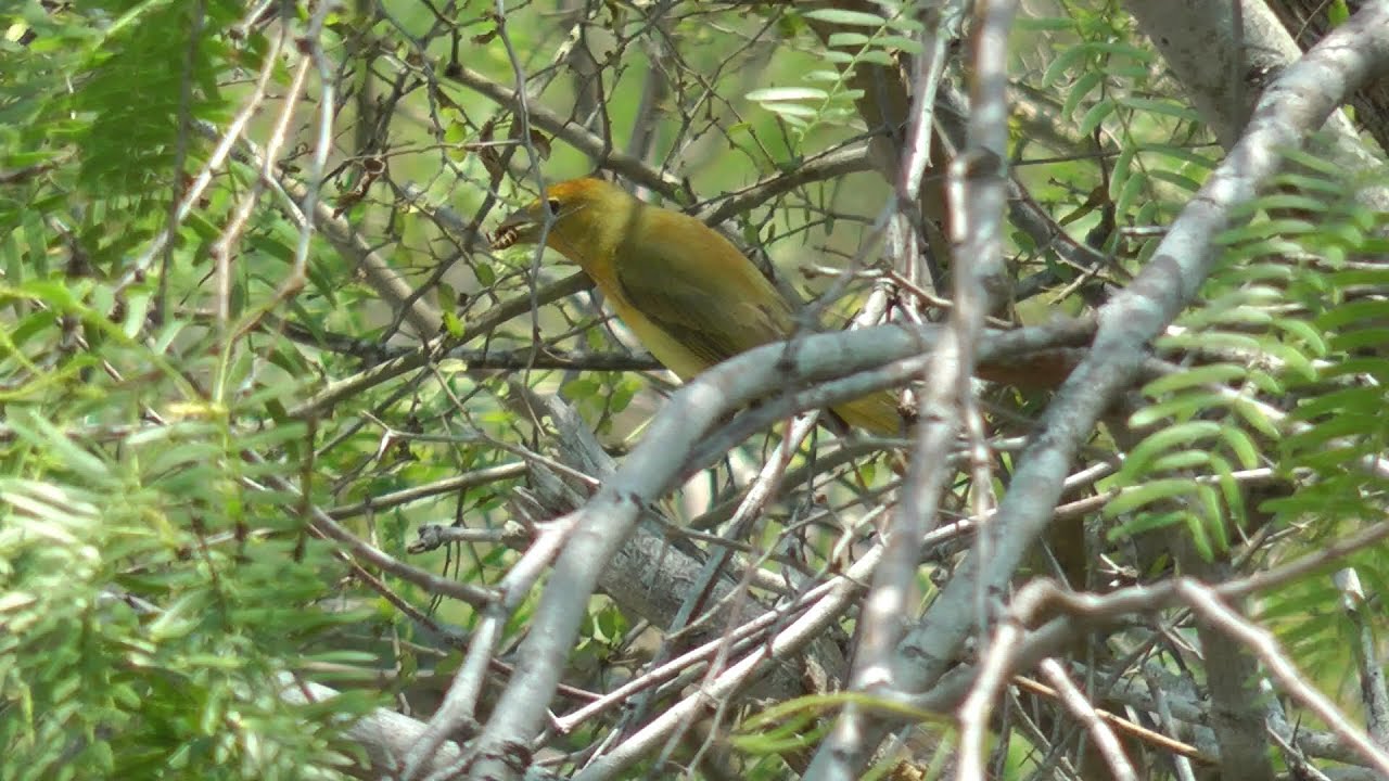 Summer tanager eating wasps, April 2013 bird fallout Texas Rio Grande ...