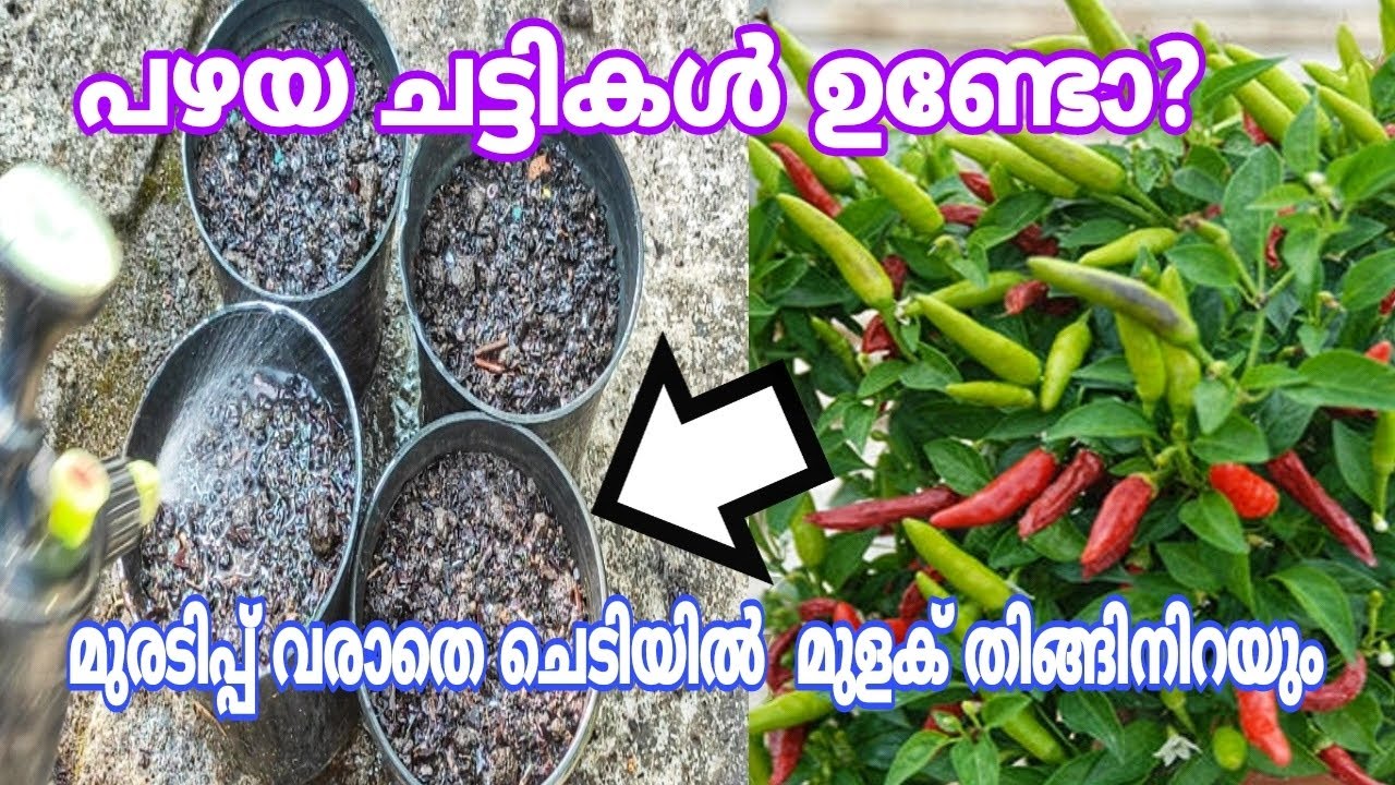 മുളക് ചെടി ഇങ്ങനെ നട്ടാൽ തുരുതുര മുളക് നിറയും | Chilli Plant care tips ...