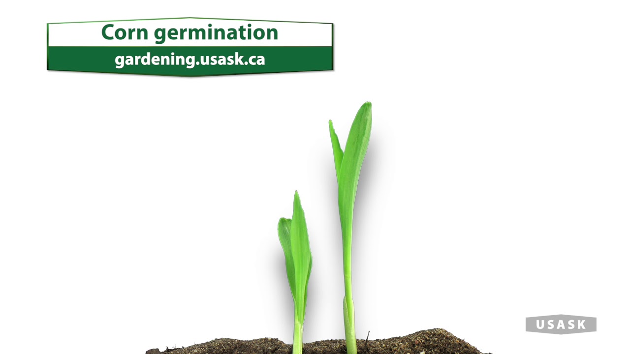 Corn germination - YouTube