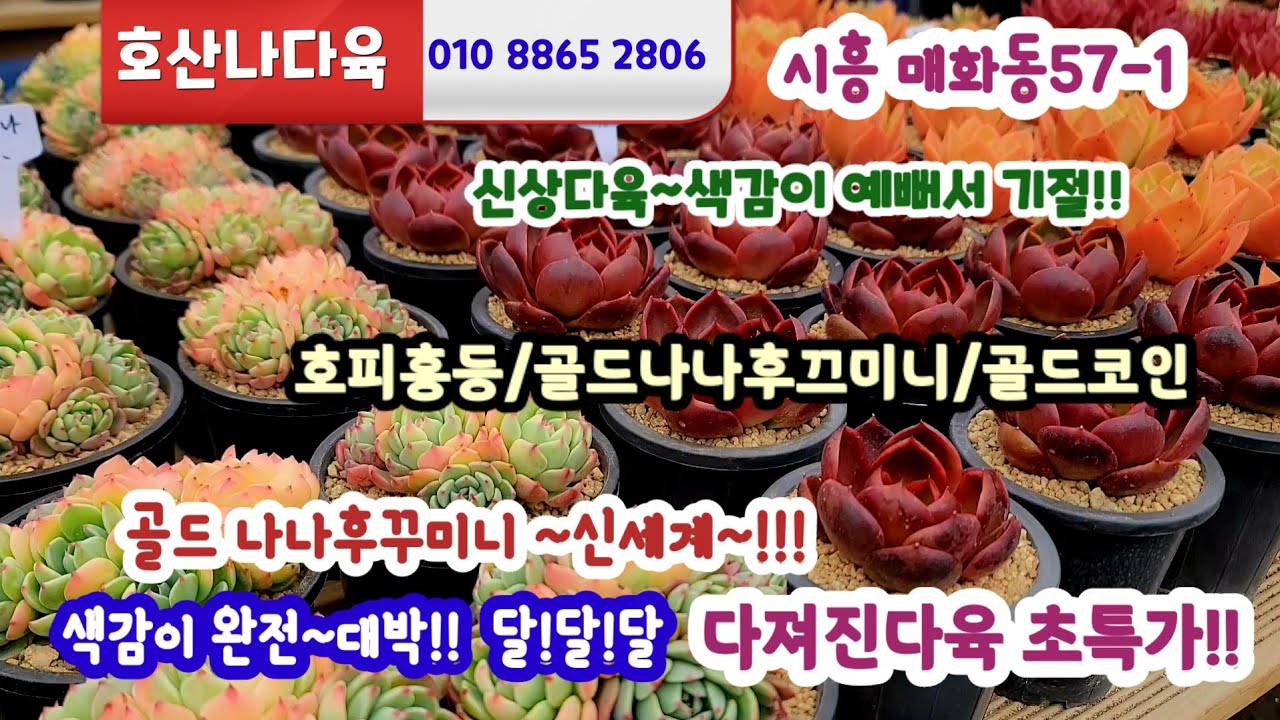 기가막힌 색감다육 신상으로 좋은가격으로 입고 호피홍등 골드나나 골드코인 환타쥬드등 가격대박 Youtube