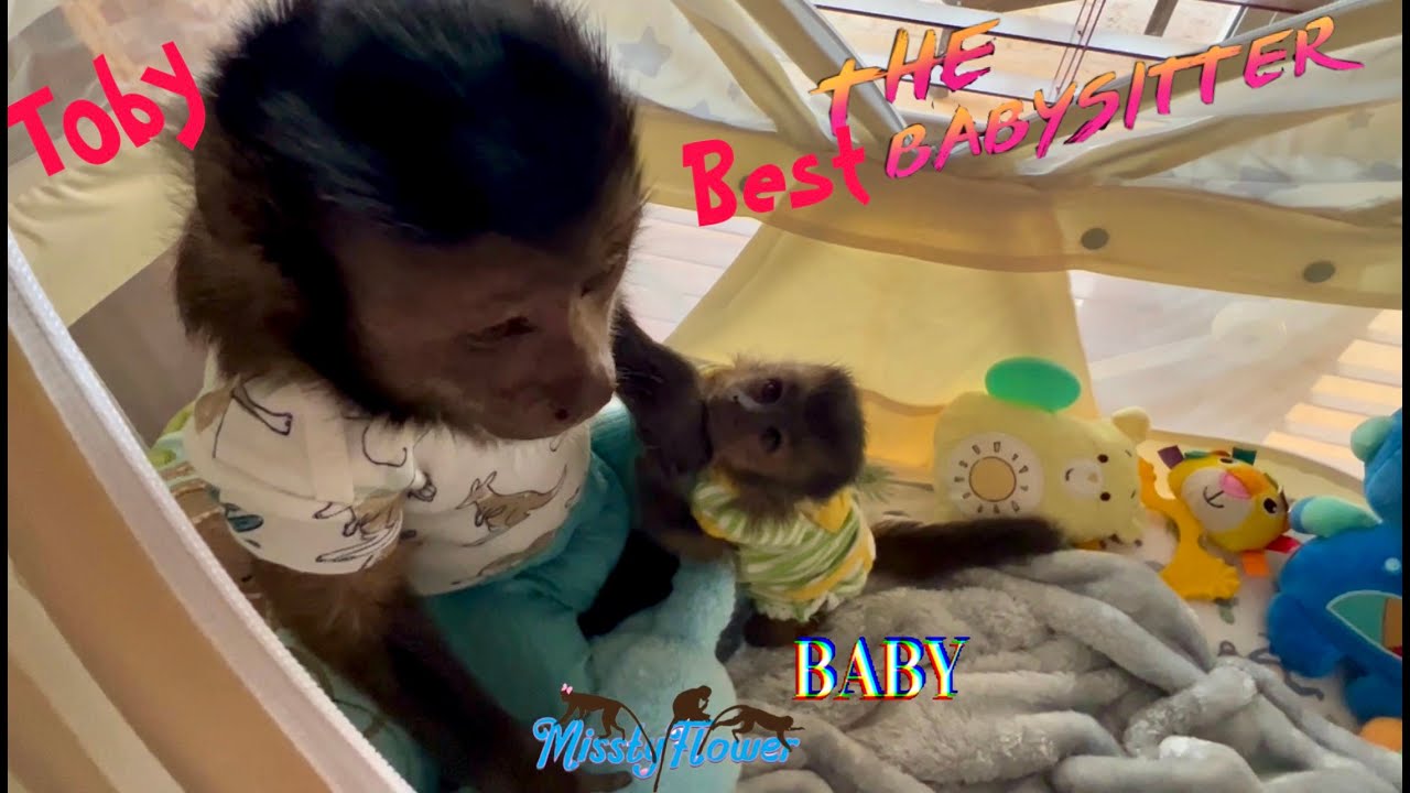 Monkey Toby takes babysitting very seriously! - YouTube