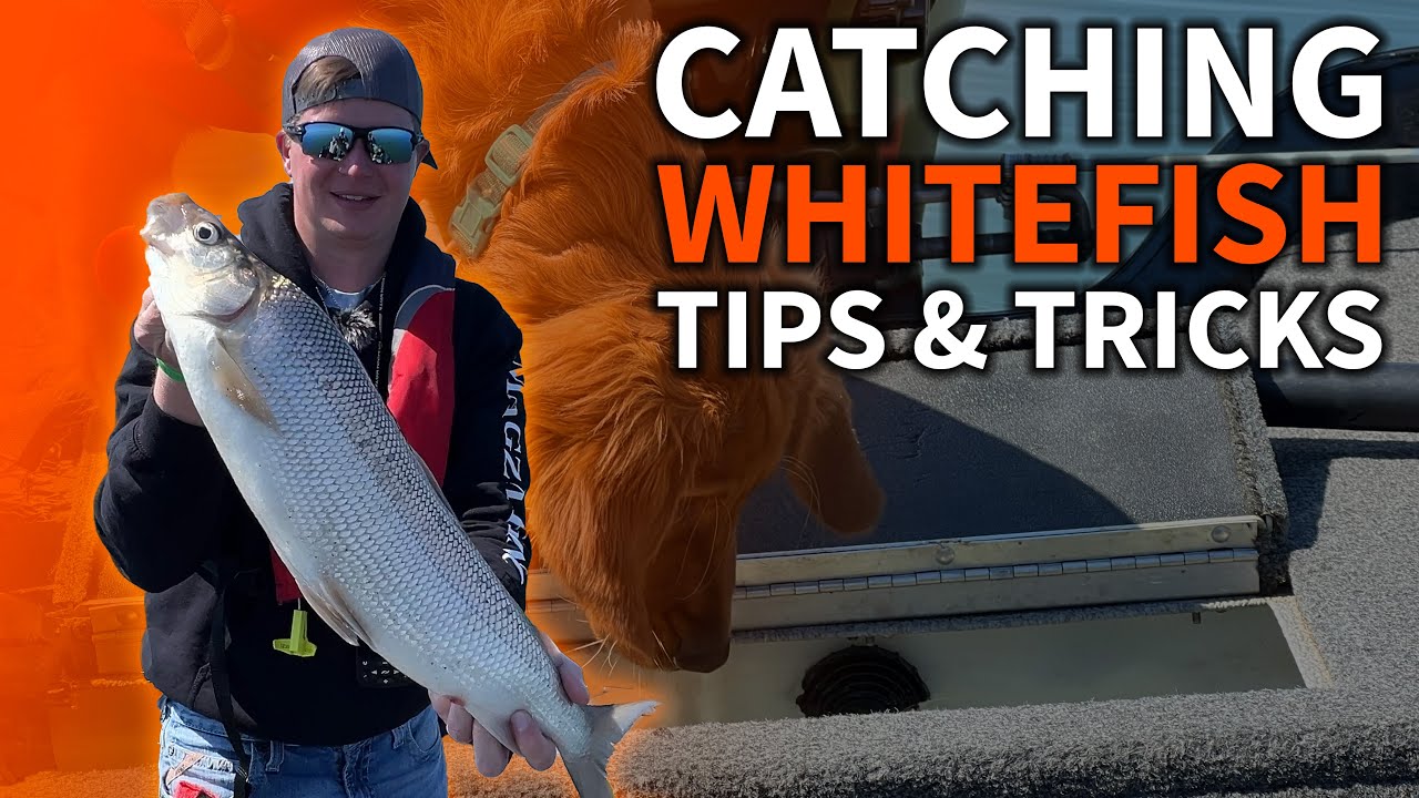 How To Catch Lake Whitefish - Summer & Winter ft. Jack - YouTube