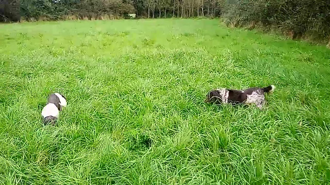 English Springer spaniel flushing pheasant - YouTube
