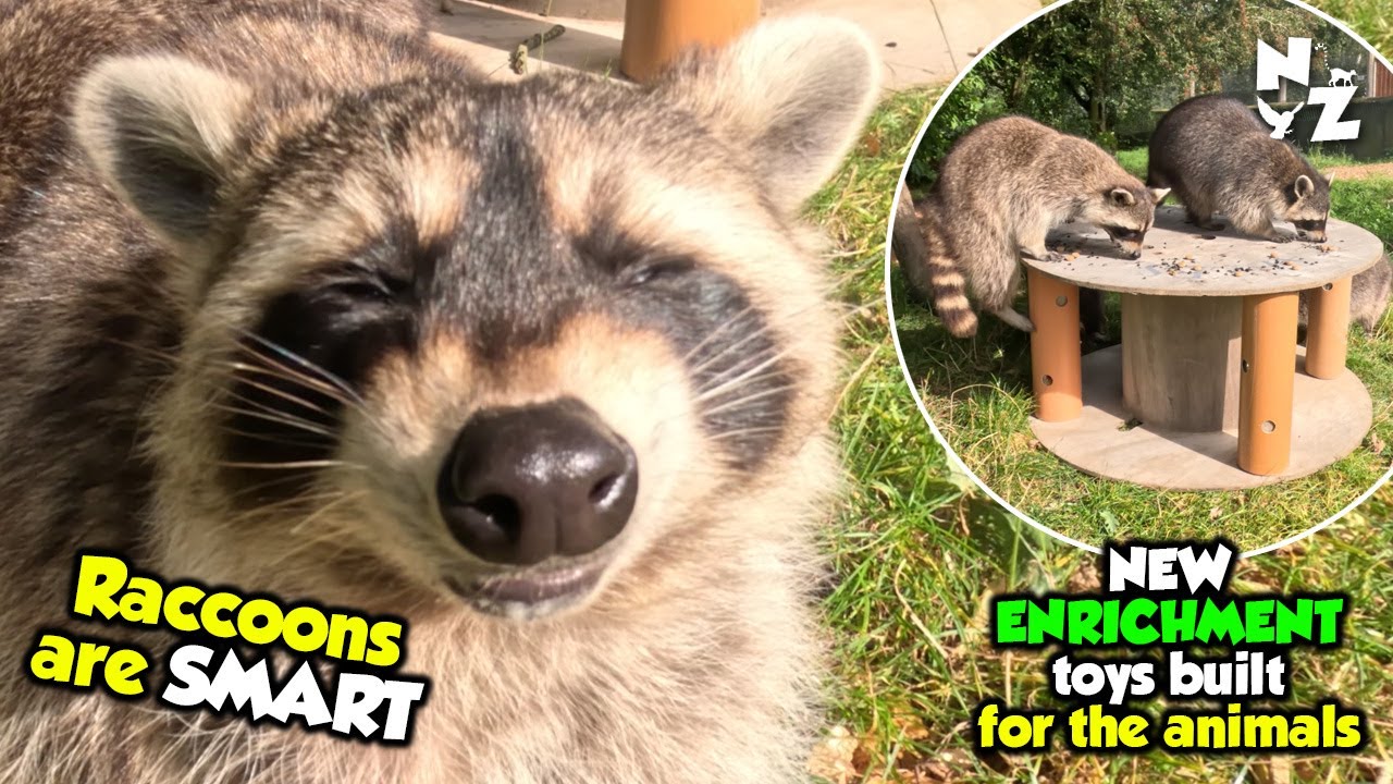We built all NEW enrichment devices! Raccoons were the smartest! - YouTube