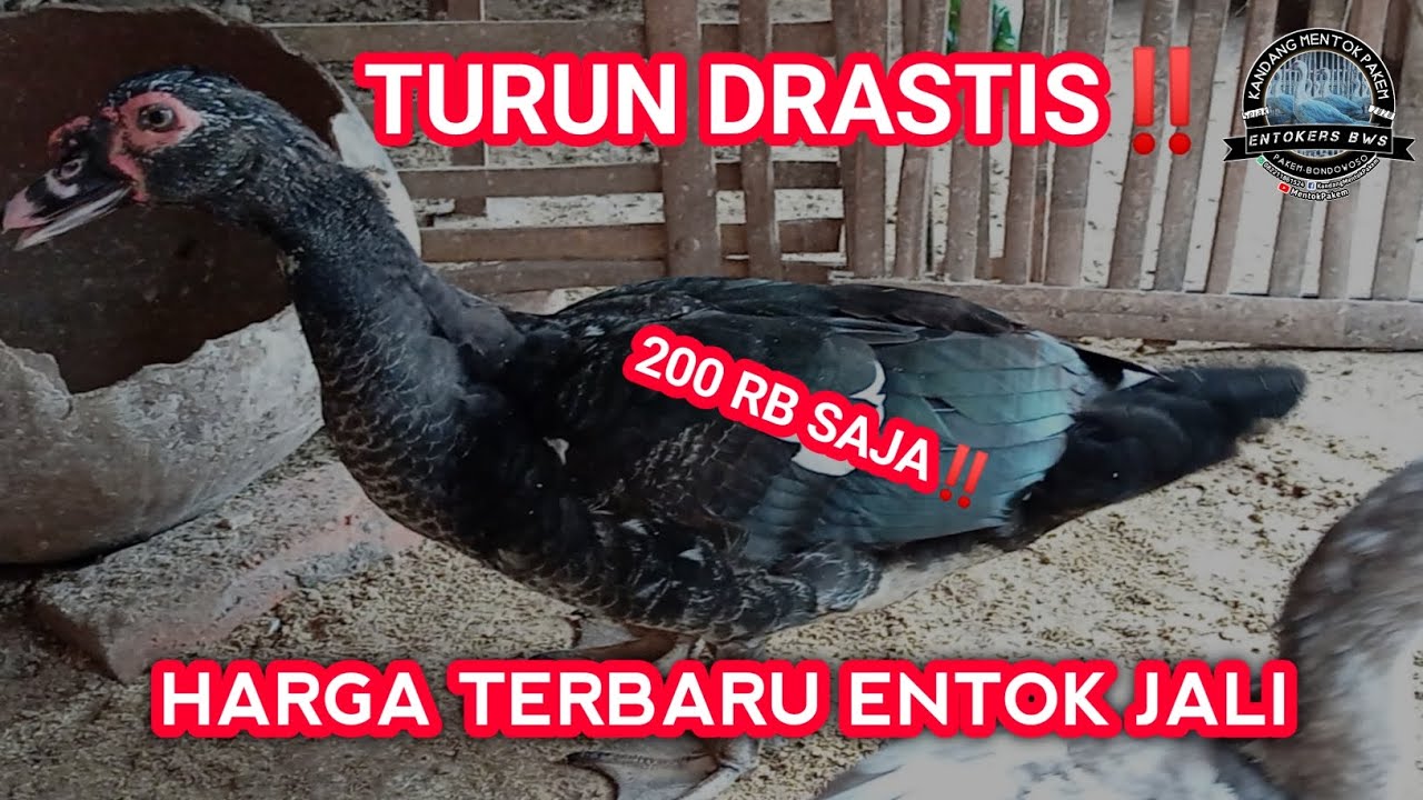 HARGA ENTOK JALI TERBARU!!!!! JENIS-JENIS ENTOK RAMBON CLASSIC DAN ...