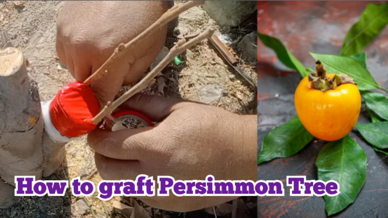 How to Grafting Persimmon Tree ? Learn Modified Cleft Grafting Tips and ...