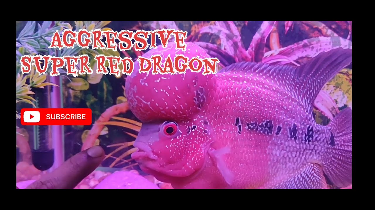 Very very Agressive Super Red Dragon | Flowerhorn Fish | SRD - YouTube