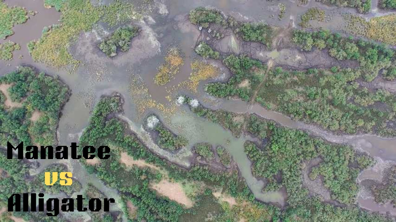 Manatee vs Alligator #Manatee #Alligator #WildlifeDocumentary # ...