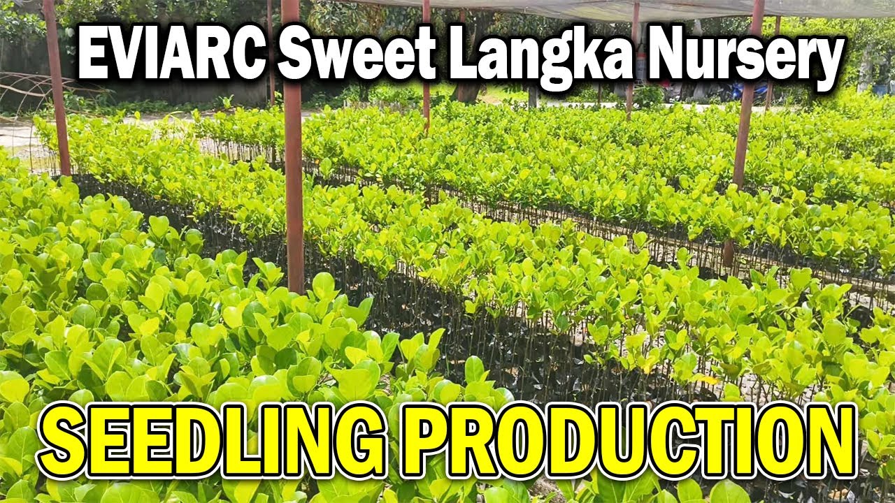 BUMILI KAMI NG SWEET JACKFRUIT SEEDLING EVIARC VARIETY - YouTube