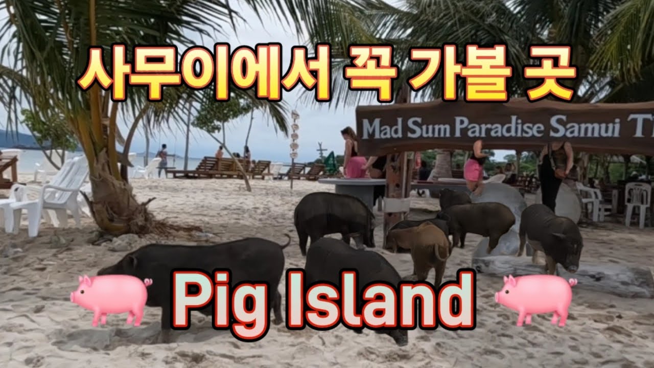 사무이에서 꼭 가봐야할 귀여운 돼지들의 천국 Pig Island Ko Mat Sum - YouTube