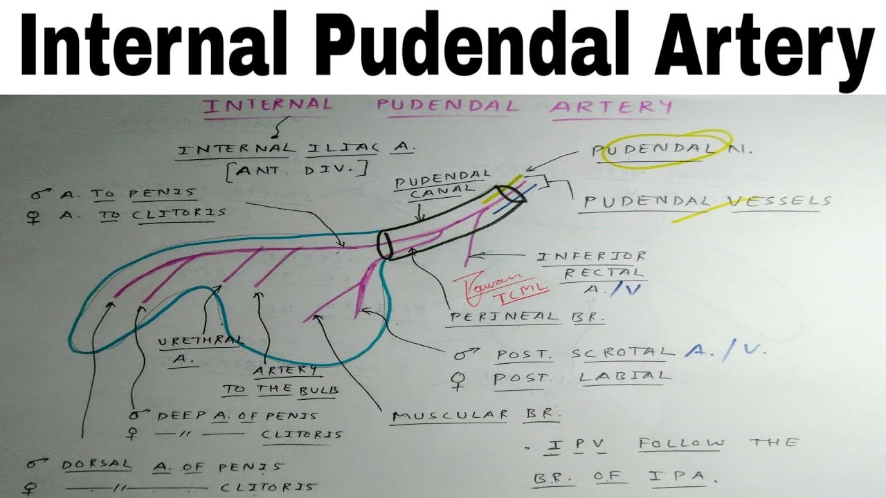 Internal Pudendal Artery