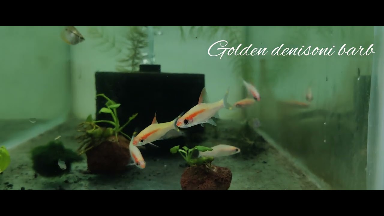Golden denisoni barb - YouTube