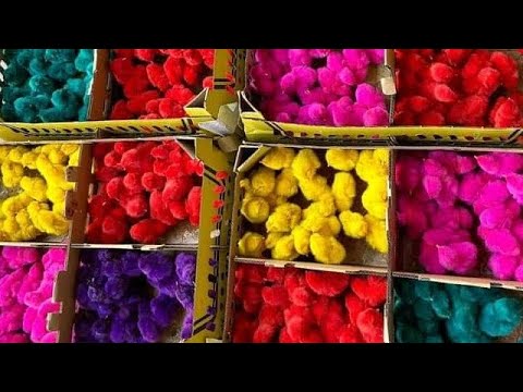 Menangkap ayam lucu ayam warna warni, ayam rainbow, ayam rembo, ayam ...