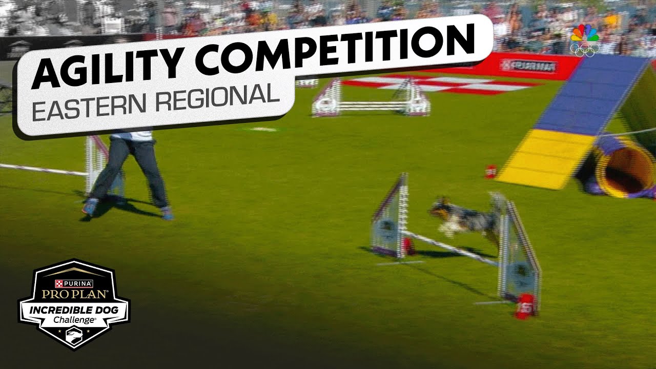 Incredible Dog Challenge: Small Dog Agility Eastern Regional | NBC ...