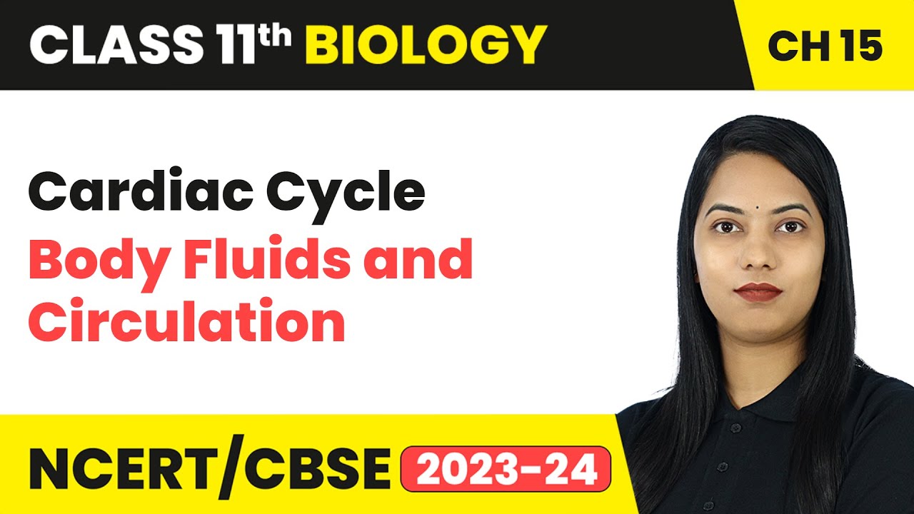 Cardiac Cycle - Body Fluids and Circulation | Class 11 Biology Chapter ...