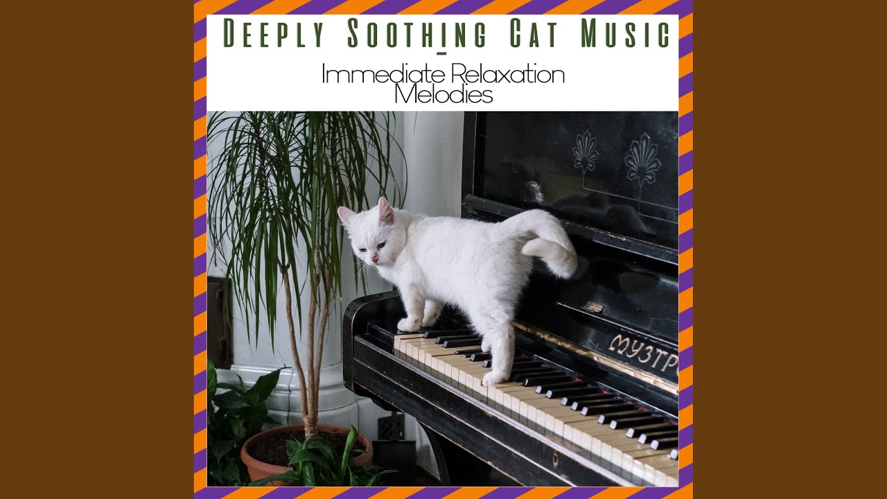 Songs for Felines - YouTube