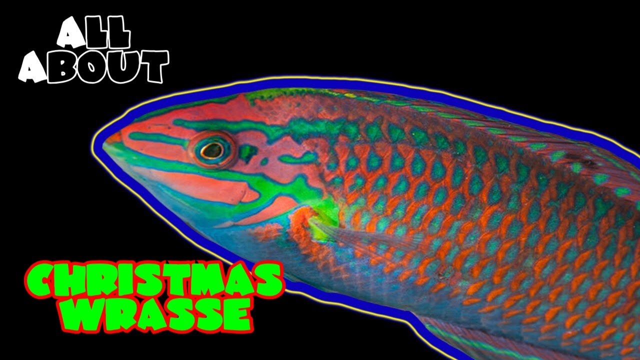 All About The Christmas Wrasse - YouTube