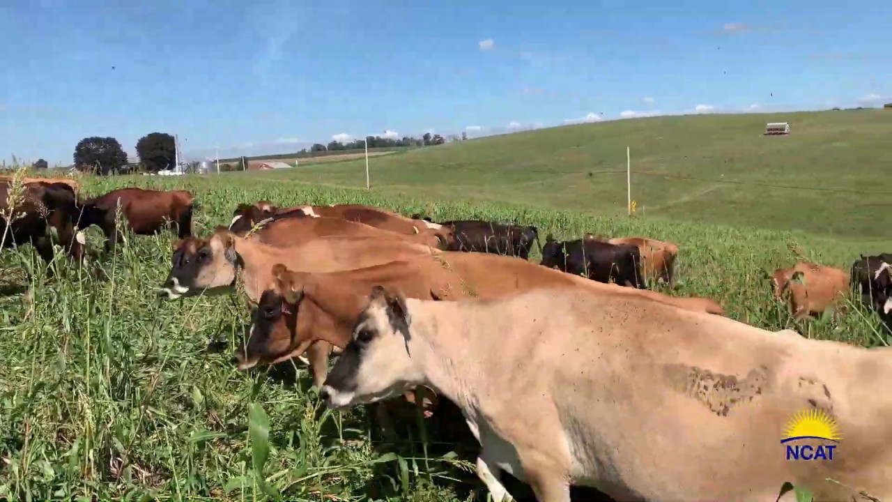 Regenerative Grazing from the Ground Up - YouTube