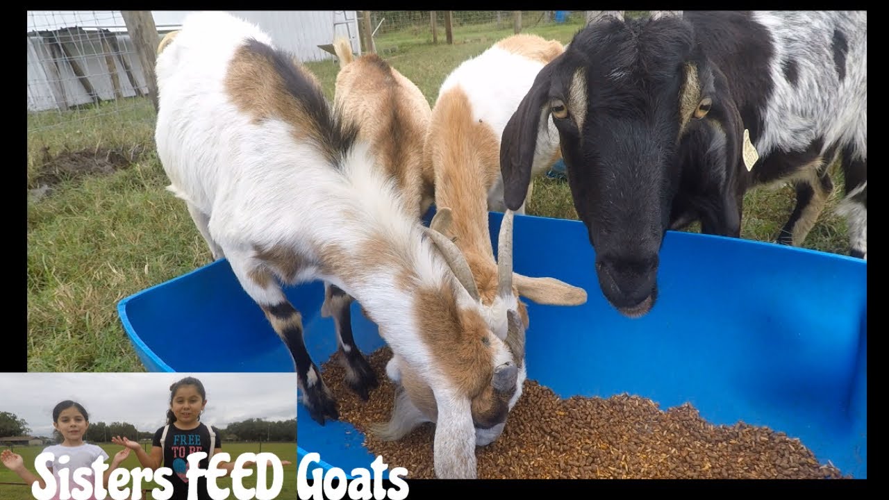 Sisters FEED Goats 🐐🌿🌱👯‍♂️ - YouTube