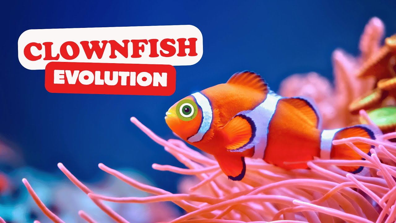 Clownfish Evolution The Symbiotic Creature That Became Living Coral ...