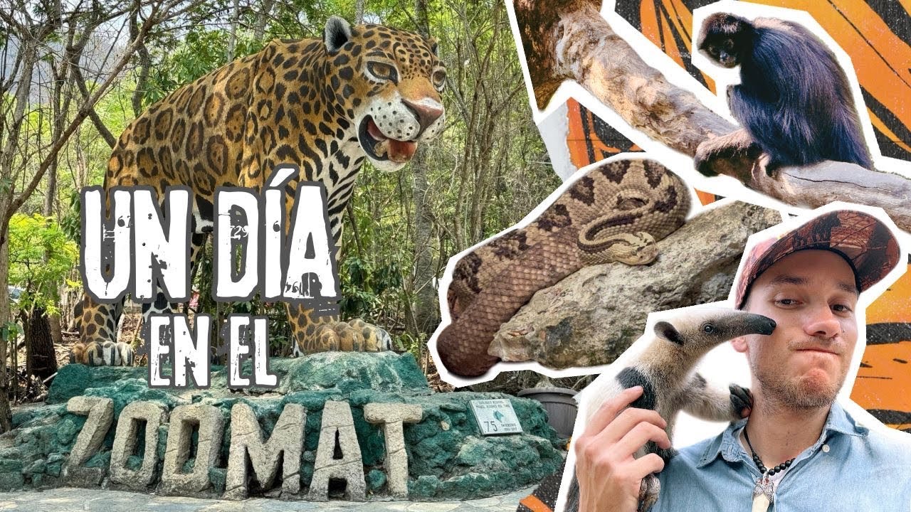 Visitando el Zoomat | Zoologico con puras especies mexicanas. - YouTube