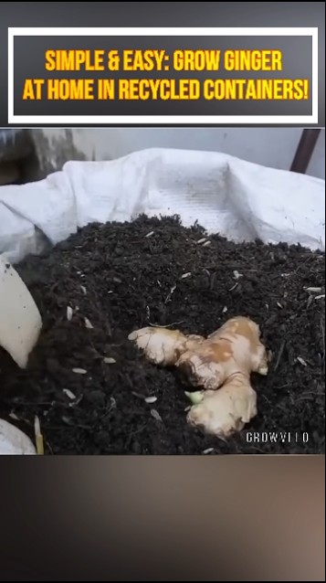 Easy way to grow ginger at home - YouTube