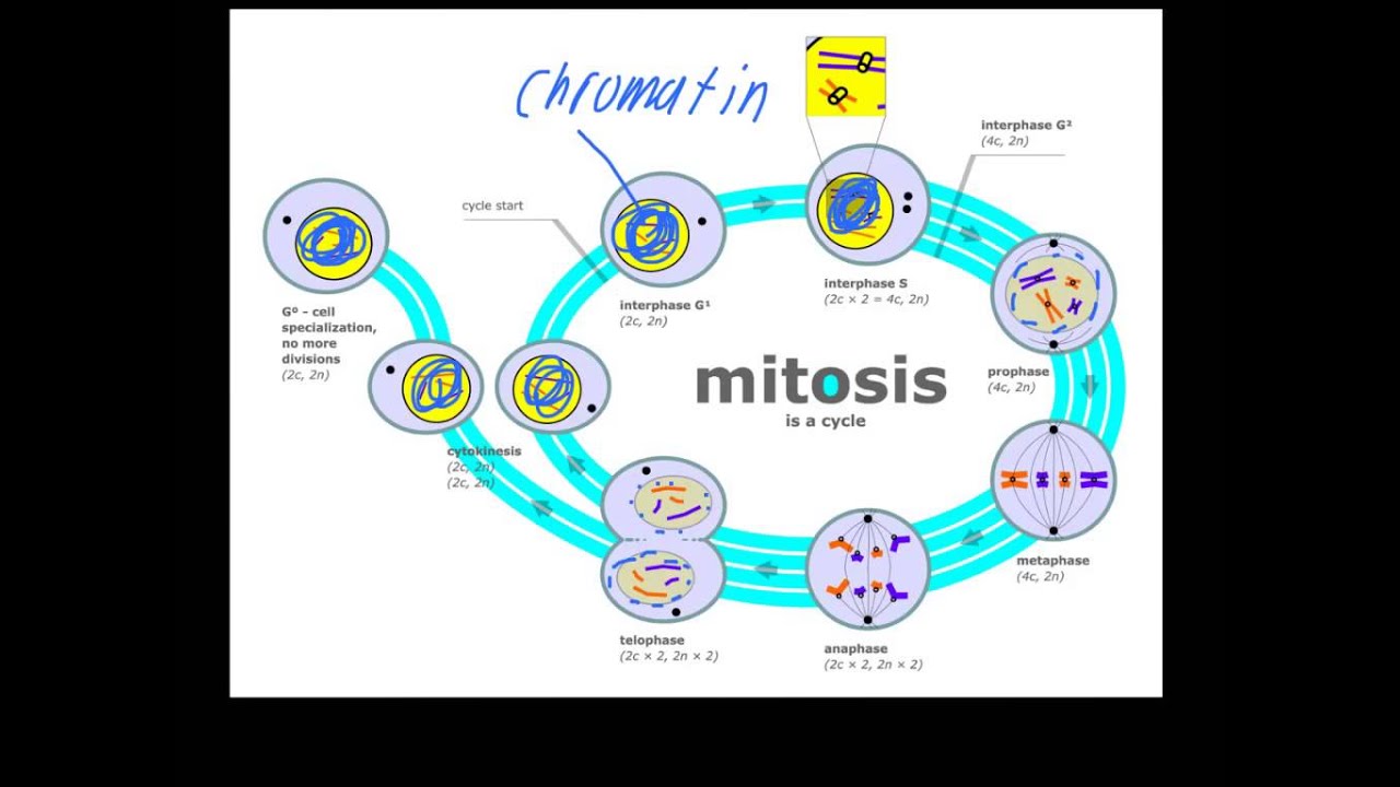 Mitosis Summary - YouTube