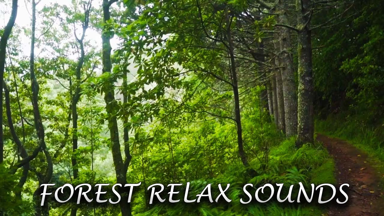 Forest Relax Sounds - Birds Sounds - Nature Sounds - Mind Relaxing ...