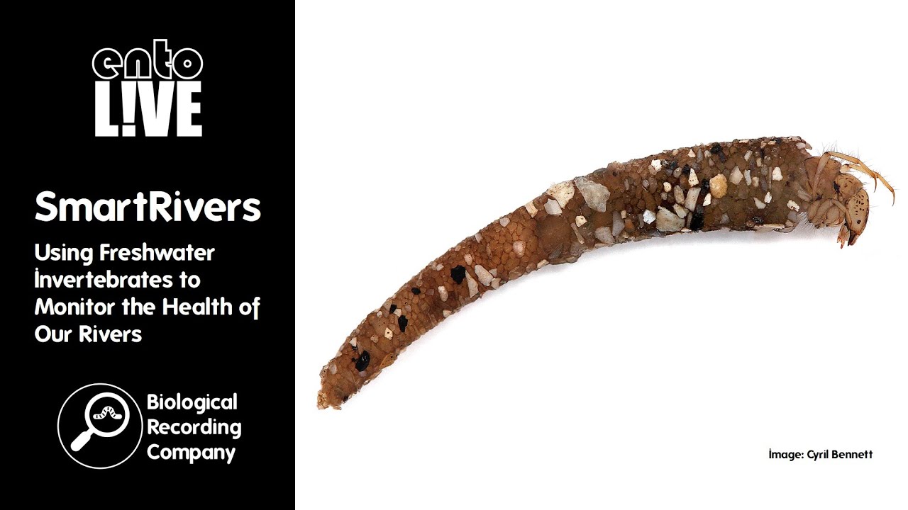 SmartRivers: Using Freshwater Invertebrates to Monitor River Health ...