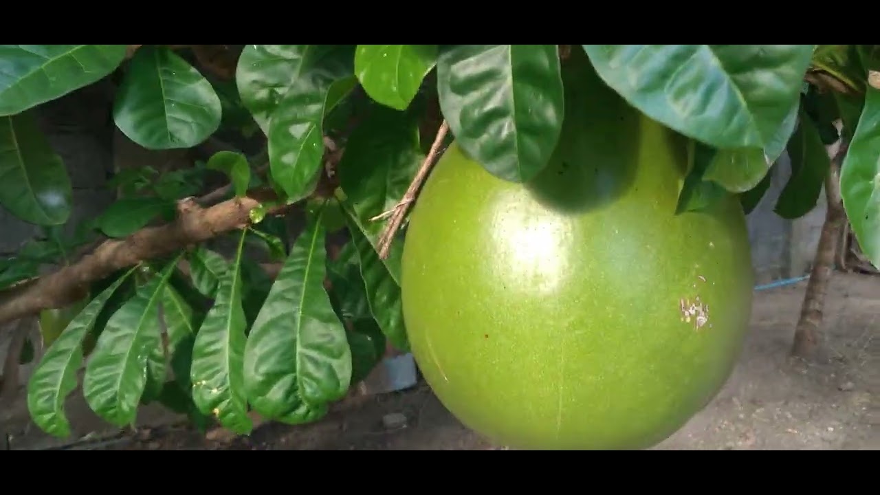 Tree of Suha fruit - YouTube