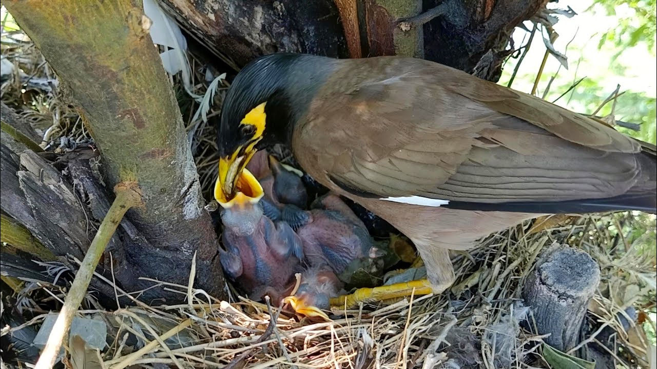 Myna bird cute babies @BirdsofNature107 - YouTube
