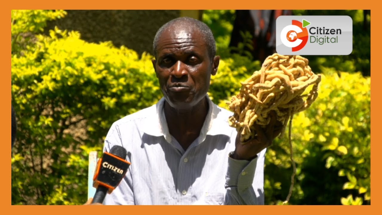Mukombero: Meet Kakamega man adding value to the 'libido boosting' herb ...