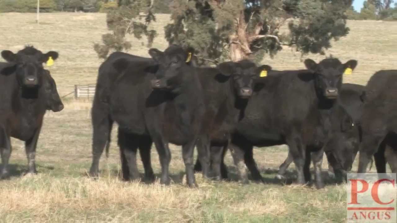 PC ANGUS COMMERCIAL HEIFERS - YouTube