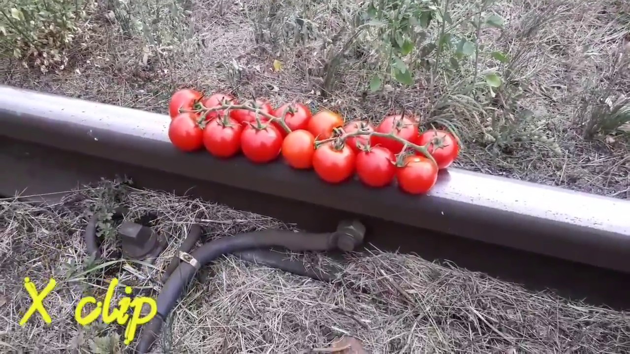 EXPERIMENT tomatoes vs train - YouTube