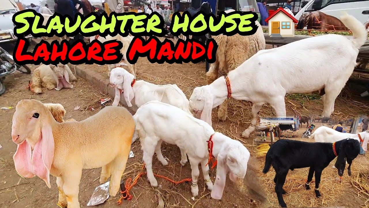 Slaughter house 🏠 Lahore Bakra mandi updates #lahoremandi #bakra #goat ...