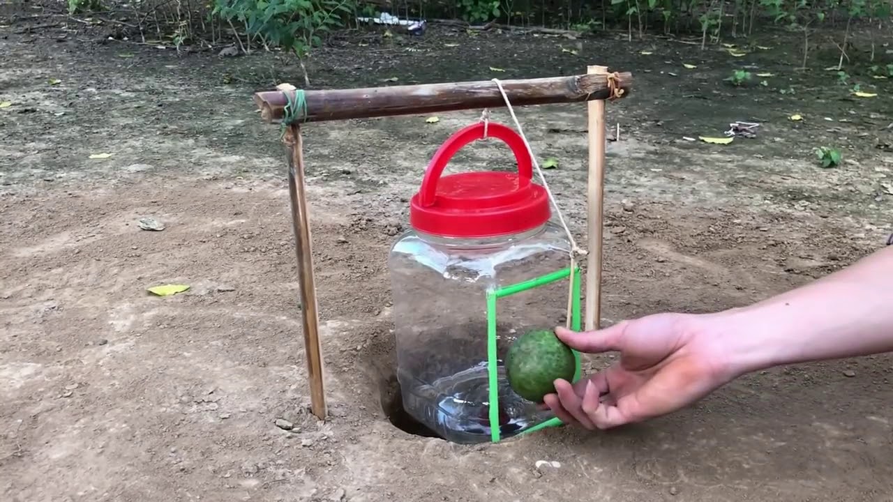 Building Bird Trap using Big Plastic Bottle and Digging Hole - YouTube