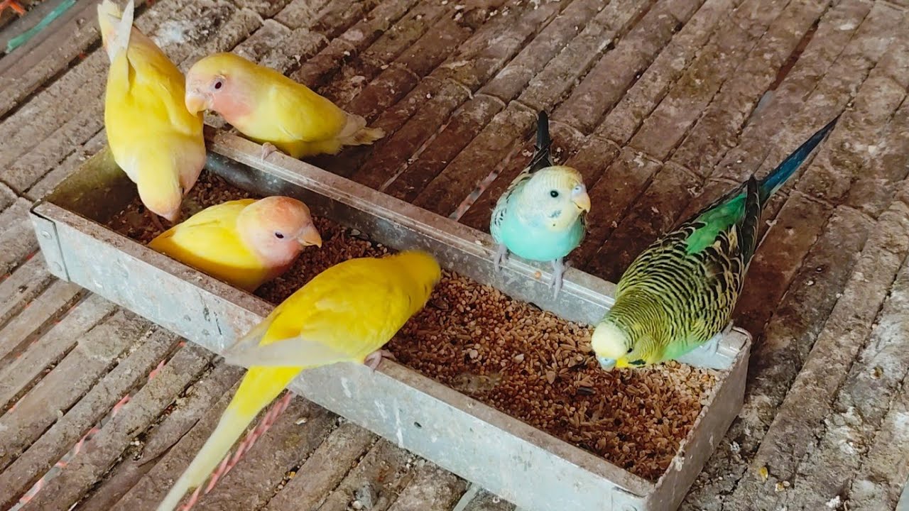 How to raising my new aviary birds 🦜 Morning birds attack to feeding ...