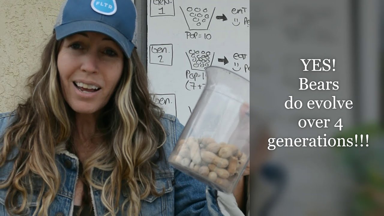 Biology Lab DEMO: Hardy-Weinberg Teddy Graham Lab - YouTube