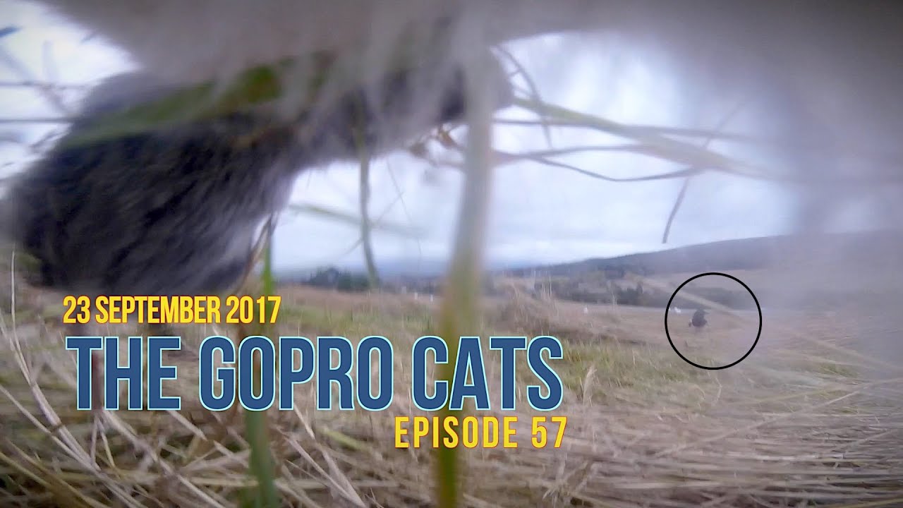 Cat with GoPro : fighting and growls at crows over mouse ! : Ep 57 ...